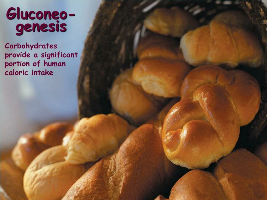 PPT - Gluconeo- genesis PowerPoint Presentation, free download - ID:9105685