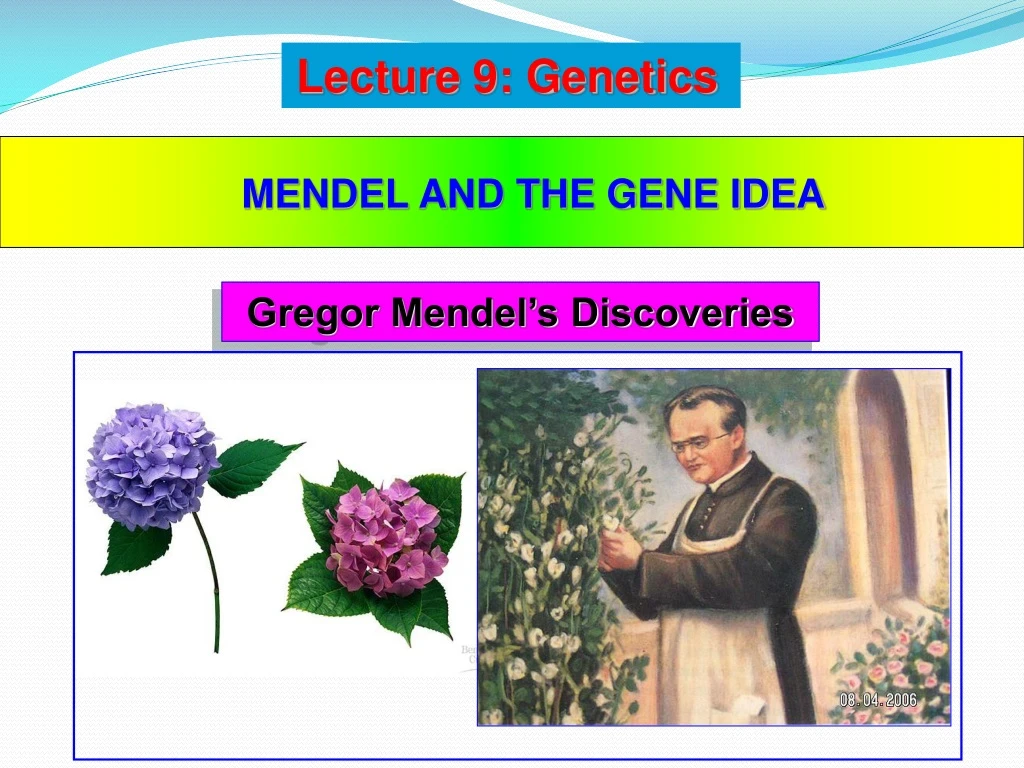 PPT - Gregor Mendel’s Discoveries PowerPoint Presentation, free ...