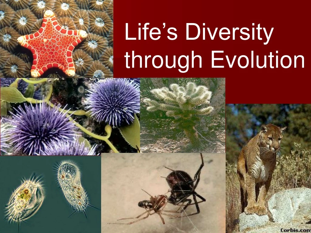 PPT - Life’s Diversity through Evolution PowerPoint Presentation, free ...
