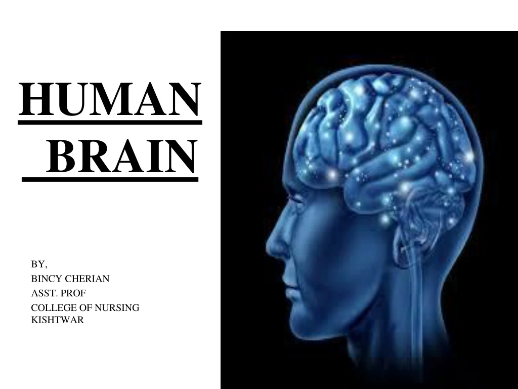 PPT - HUMAN BRAIN PowerPoint Presentation, free download - ID:9111514