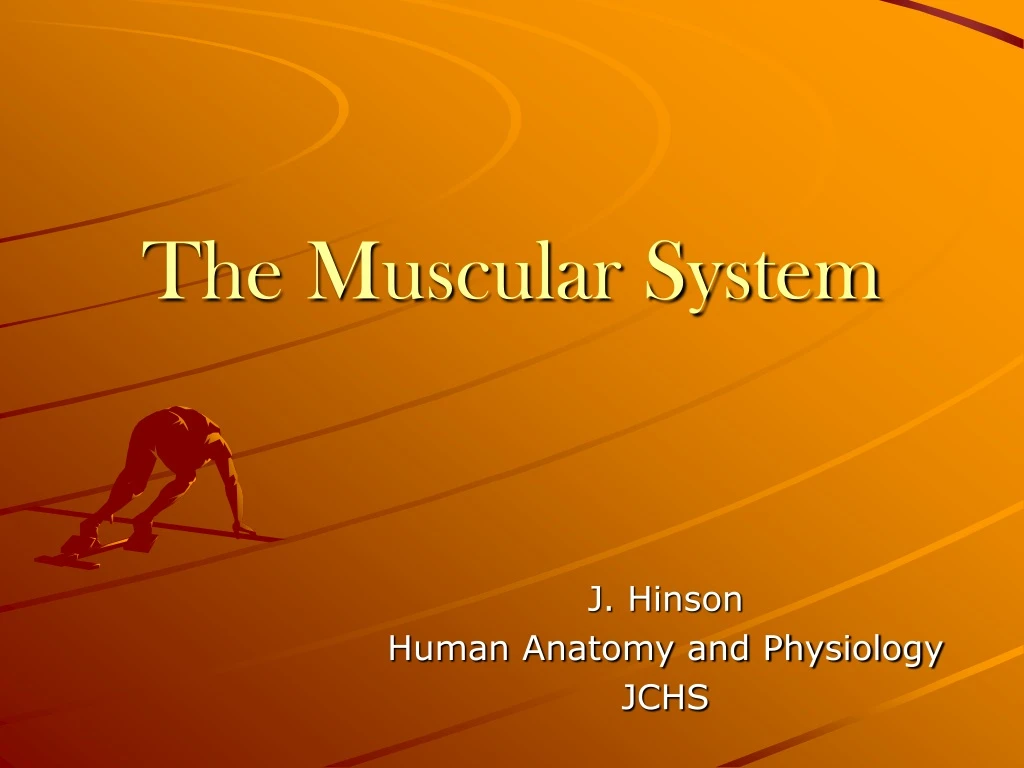 PPT - The Muscular System PowerPoint Presentation, free download - ID ...