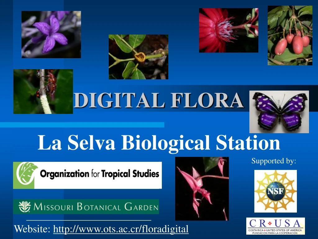 PPT - DIGITAL FLORA PowerPoint Presentation, free download - ID:9121178