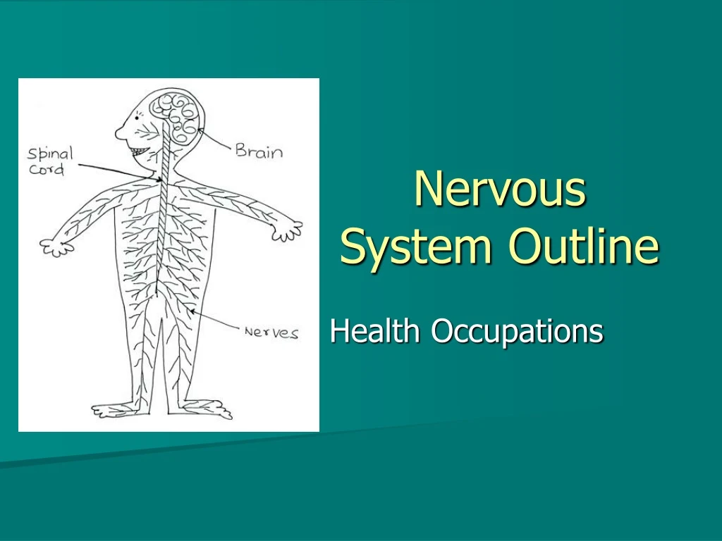 PPT - Nervous System Outline PowerPoint Presentation, free download ...