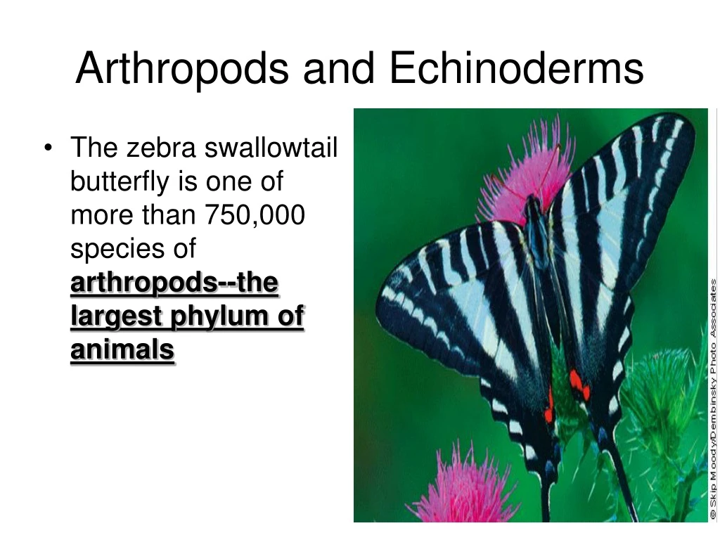 PPT - Arthropods and Echinoderms PowerPoint Presentation, free download ...