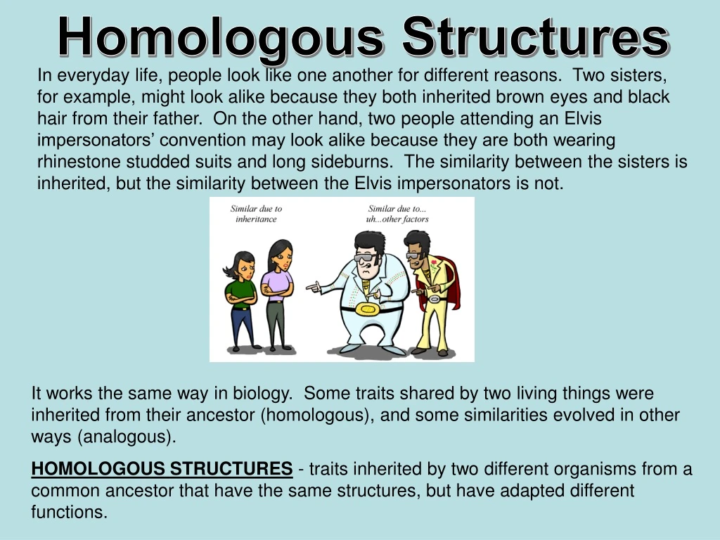 PPT - Homologous Structures PowerPoint Presentation, free download - ID ...