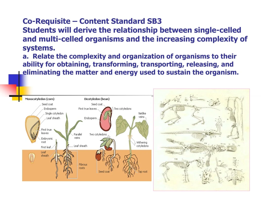 PPT - Comparative Anatomy PowerPoint Presentation, free download - ID ...