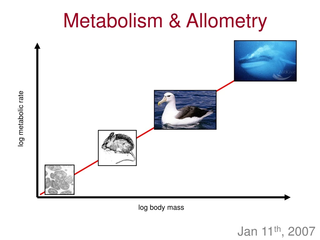 PPT - Metabolism & Allometry PowerPoint Presentation, free download ...