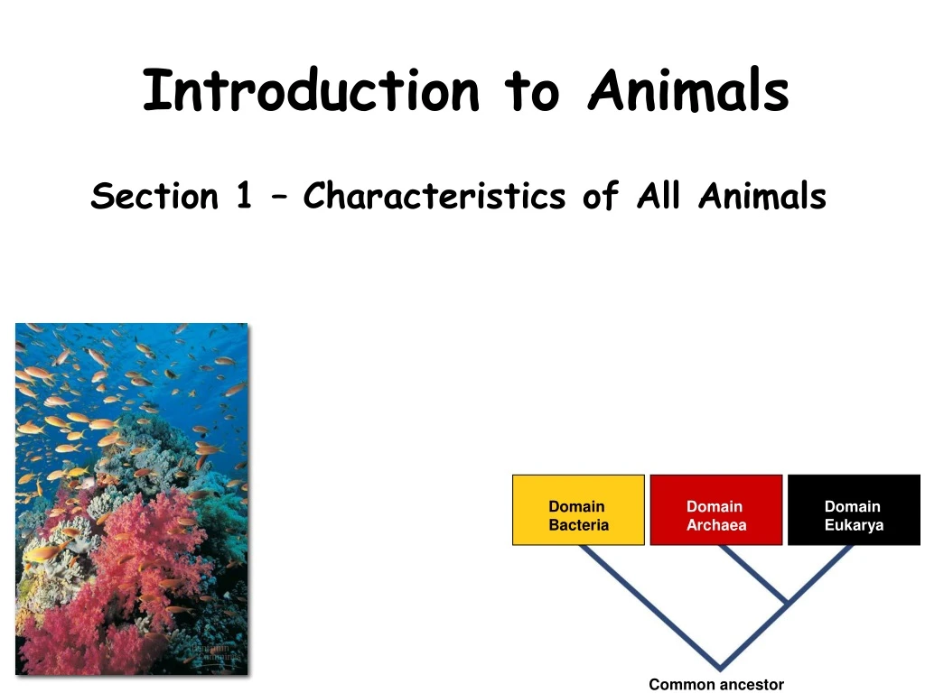 PPT - Introduction to Animals PowerPoint Presentation, free download ...