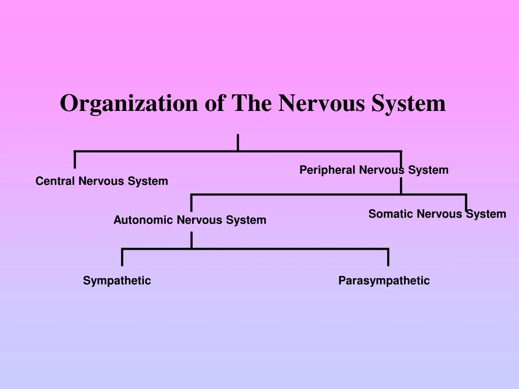 PPT - Organization of The Nervous System PowerPoint Presentation, free ... PPT - Organization of The Nervous System PowerPoint Presentation, free ...