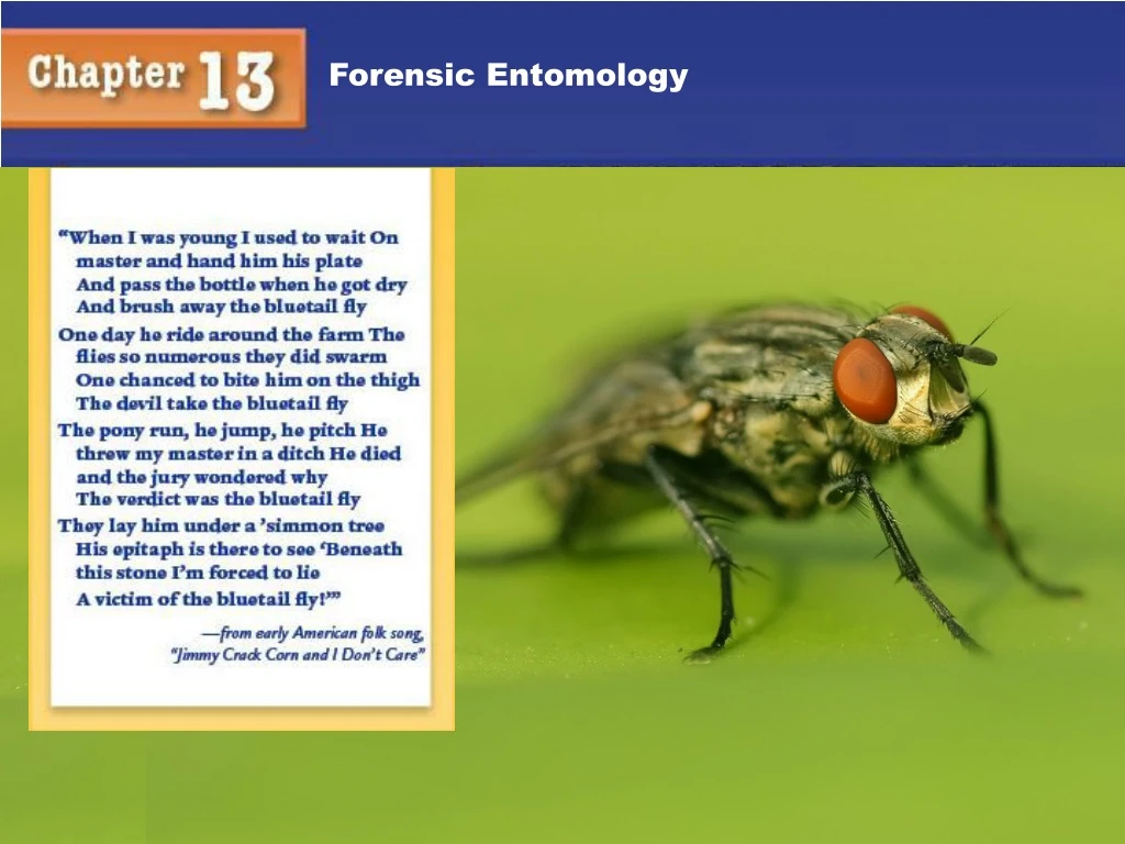 PPT - Forensic Entomology PowerPoint Presentation, free download - ID ...