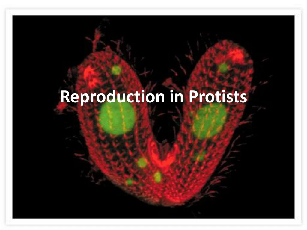 PPT - Reproduction in Protists PowerPoint Presentation, free download ...