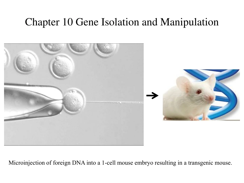 PPT - Chapter 10 Gene Isolation and Manipulation PowerPoint ...