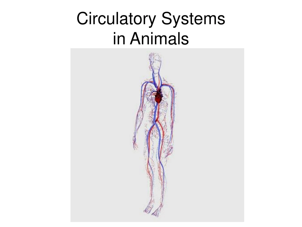 PPT - Circulatory Systems in Animals PowerPoint Presentation, free ...