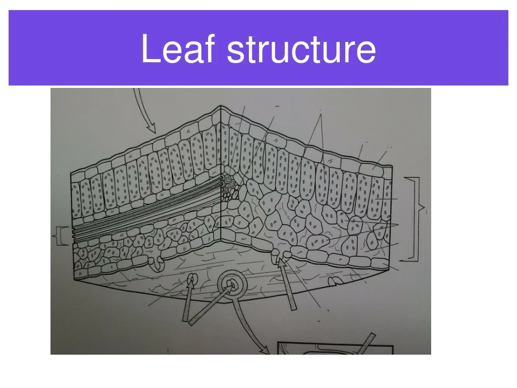 PPT - Leaf structure PowerPoint Presentation, free download - ID:9146427