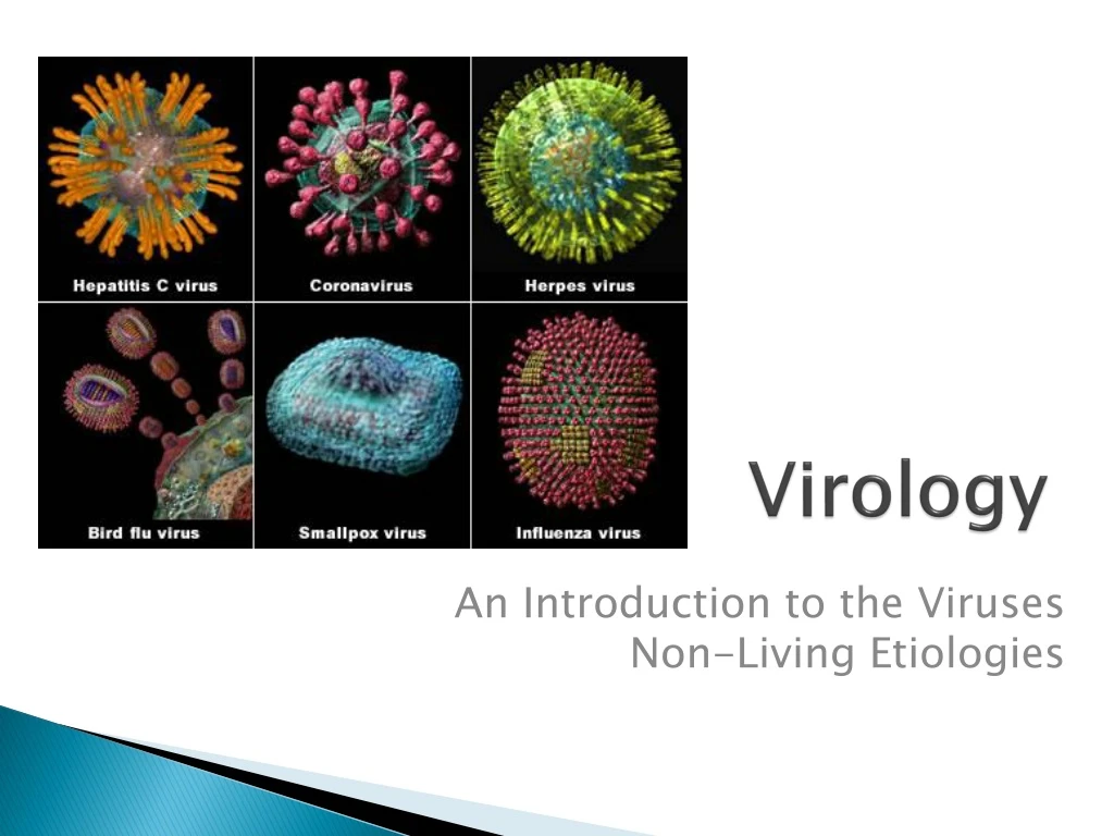 PPT - Virology PowerPoint Presentation, free download - ID:9161596