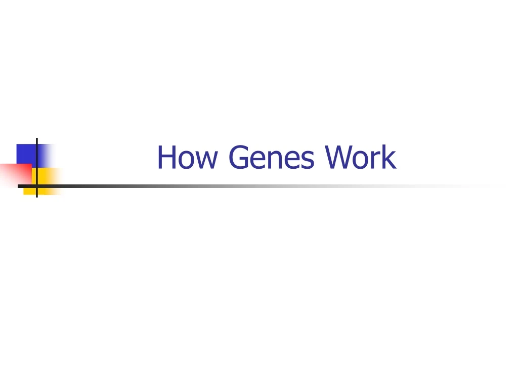 PPT - How Genes Work PowerPoint Presentation, free download - ID:9161864