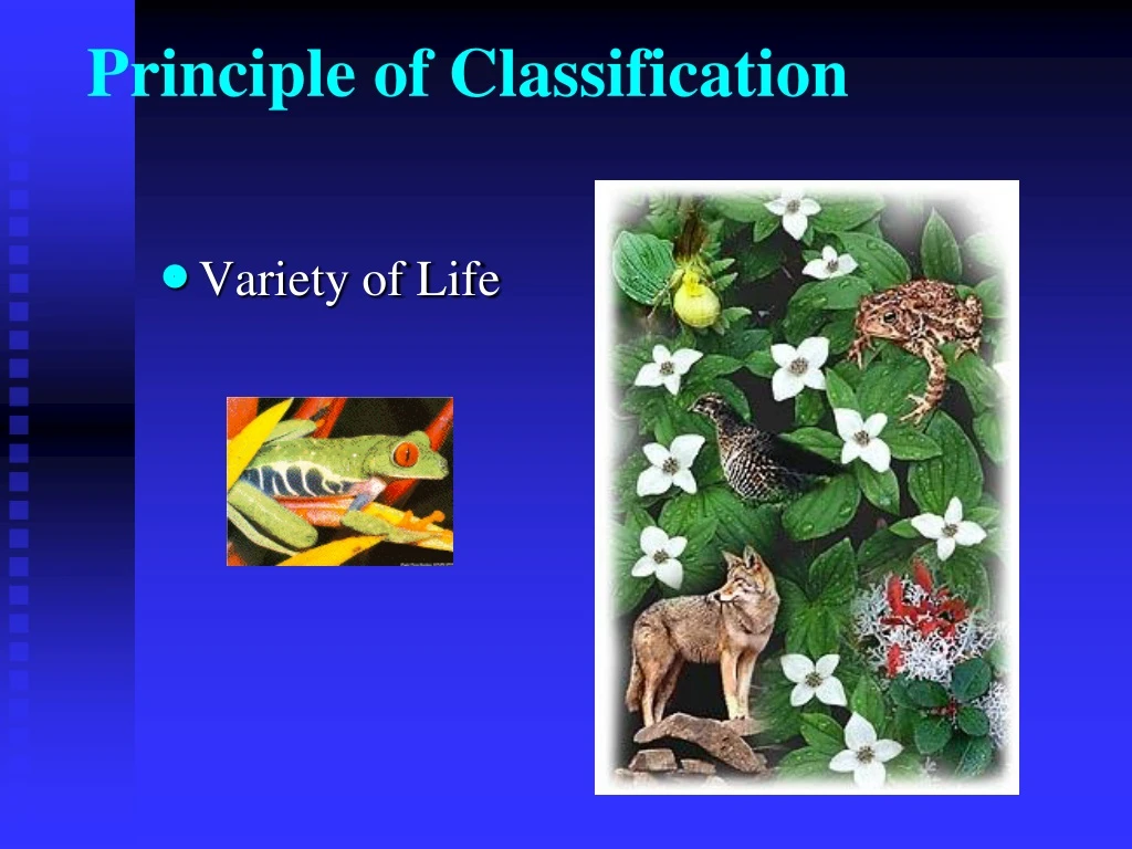 PPT - Principle of Classification PowerPoint Presentation, free ...