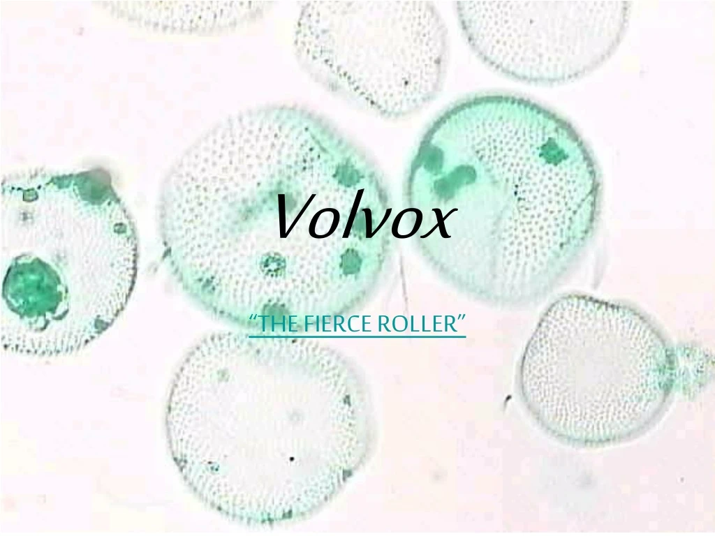 PPT - Volvox PowerPoint Presentation, free download - ID:9168210