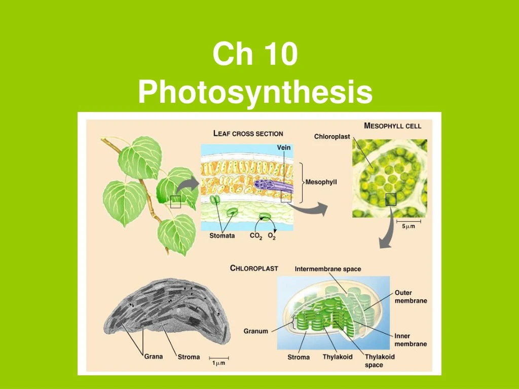 PPT - Ch 10 Photosynthesis PowerPoint Presentation, free download - ID ...