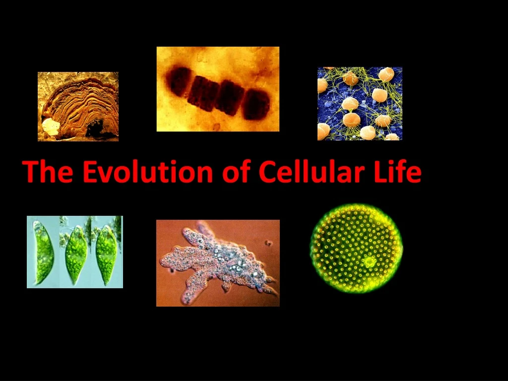 PPT - The Evolution of Cellular Life PowerPoint Presentation, free ...