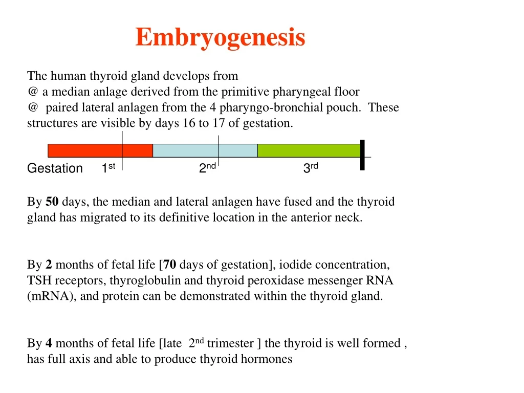 PPT - Embryogenesis The human thyroid gland develops from PowerPoint ...