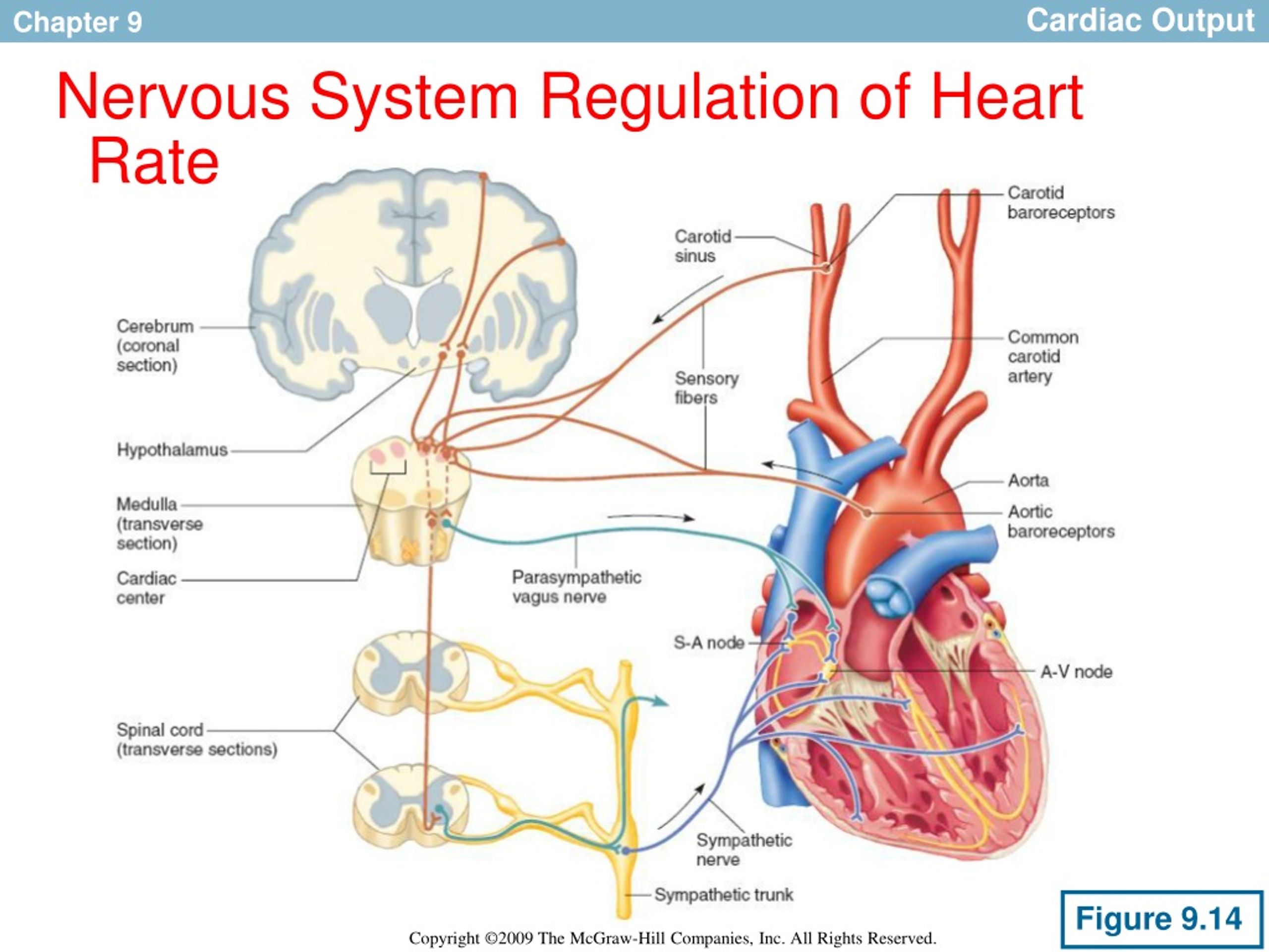 Ppt Circulatory Adaptations To Exercise Powerpoint Presentation Free