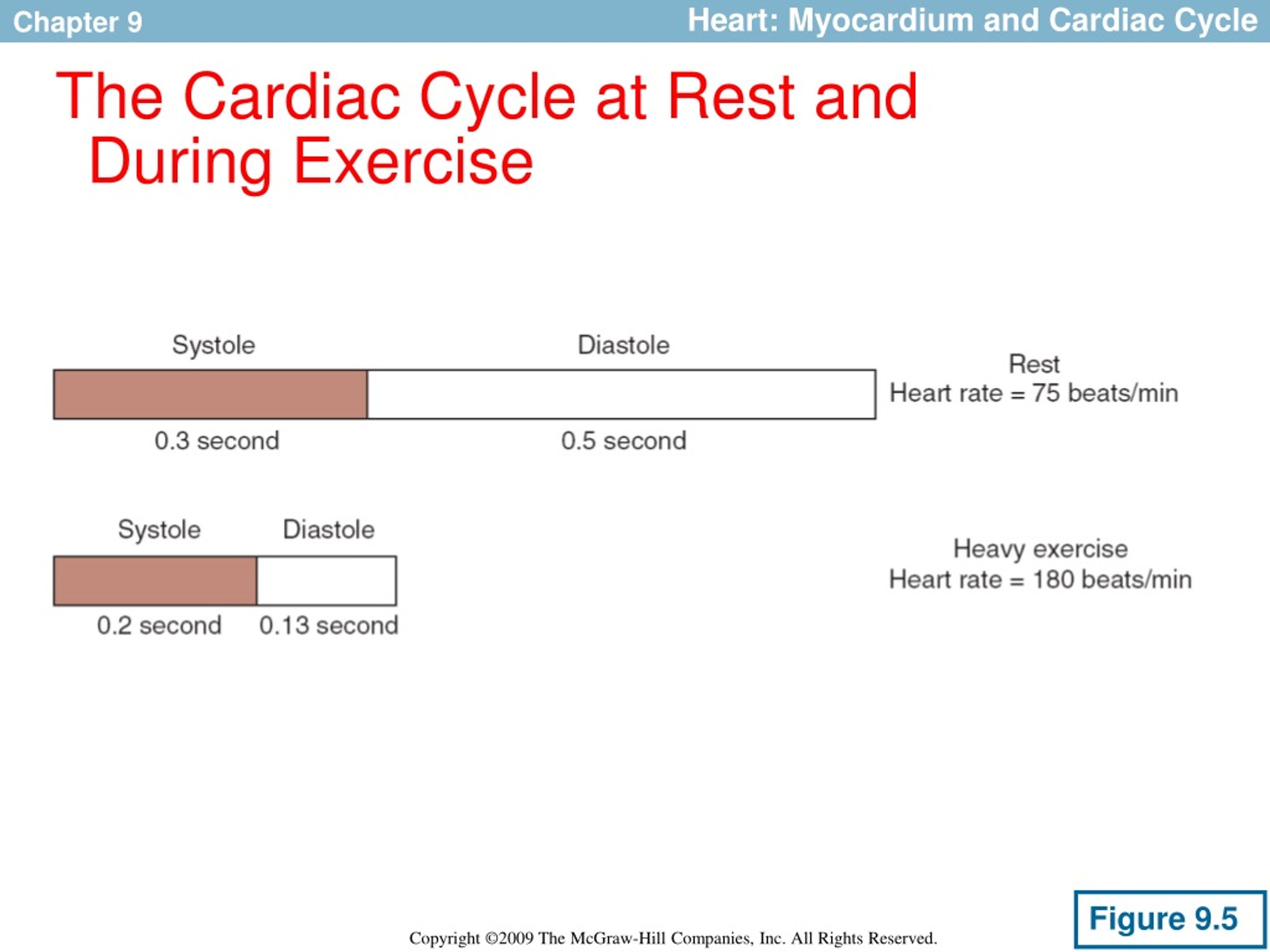 Ppt Circulatory Adaptations To Exercise Powerpoint Presentation Free