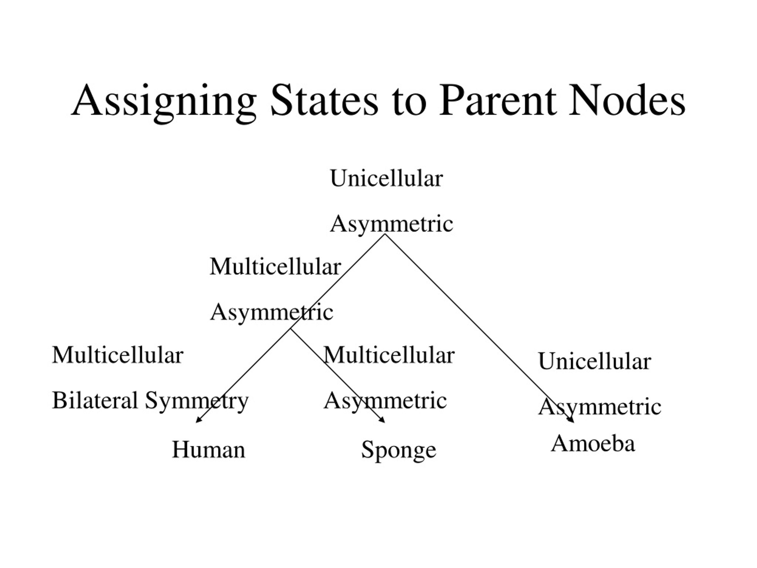 PPT - Predicting Evolutionary Ancestors Based on Current Data ...
