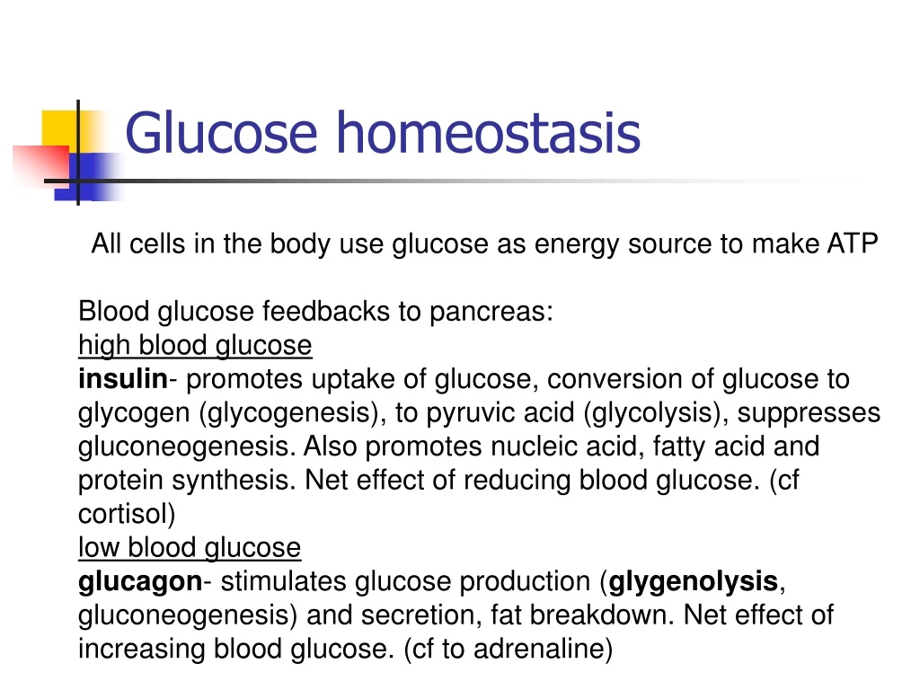 PPT - Glucose homeostasis PowerPoint Presentation, free download - ID ...