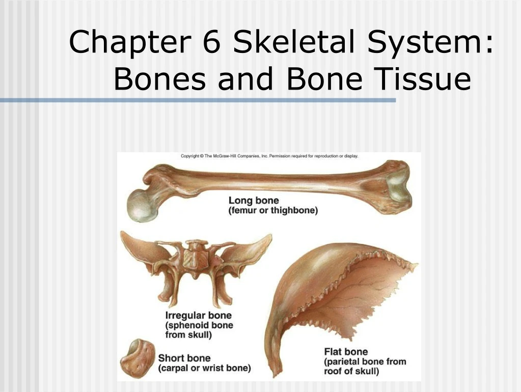PPT - Chapter 6 Skeletal System: Bones and Bone Tissue PowerPoint ...