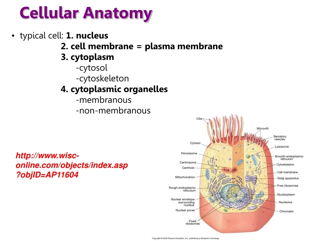 PPT - Cellular Anatomy PowerPoint Presentation, free download - ID:9190912