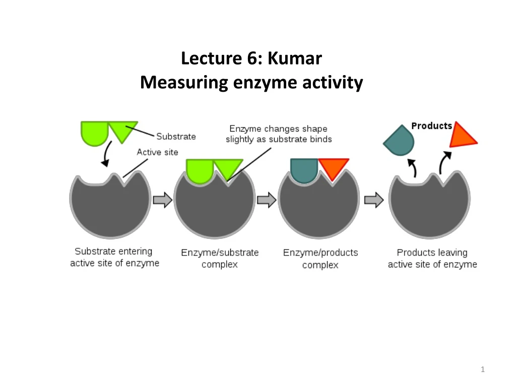 PPT - Lecture 6: Kumar Measuring enzyme activity PowerPoint ...