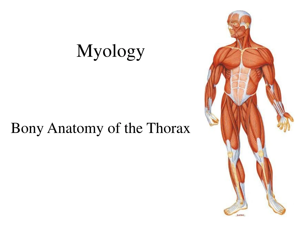PPT - Myology PowerPoint Presentation, free download - ID:9194111