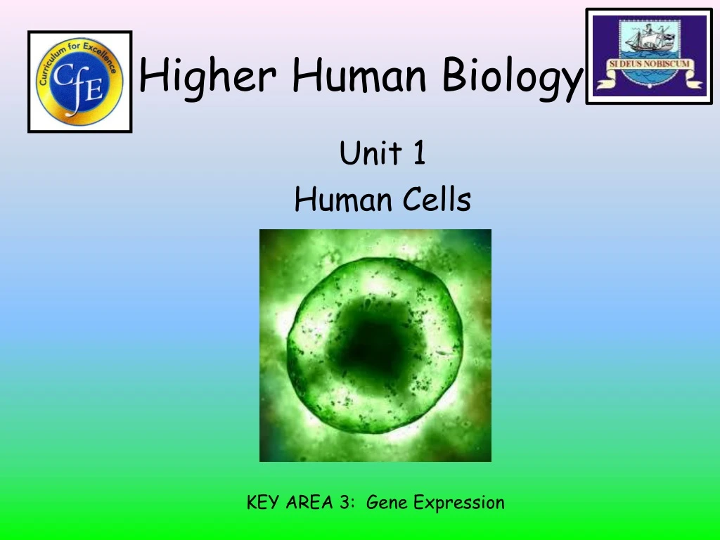 PPT - Higher Human Biology PowerPoint Presentation, free download - ID ...