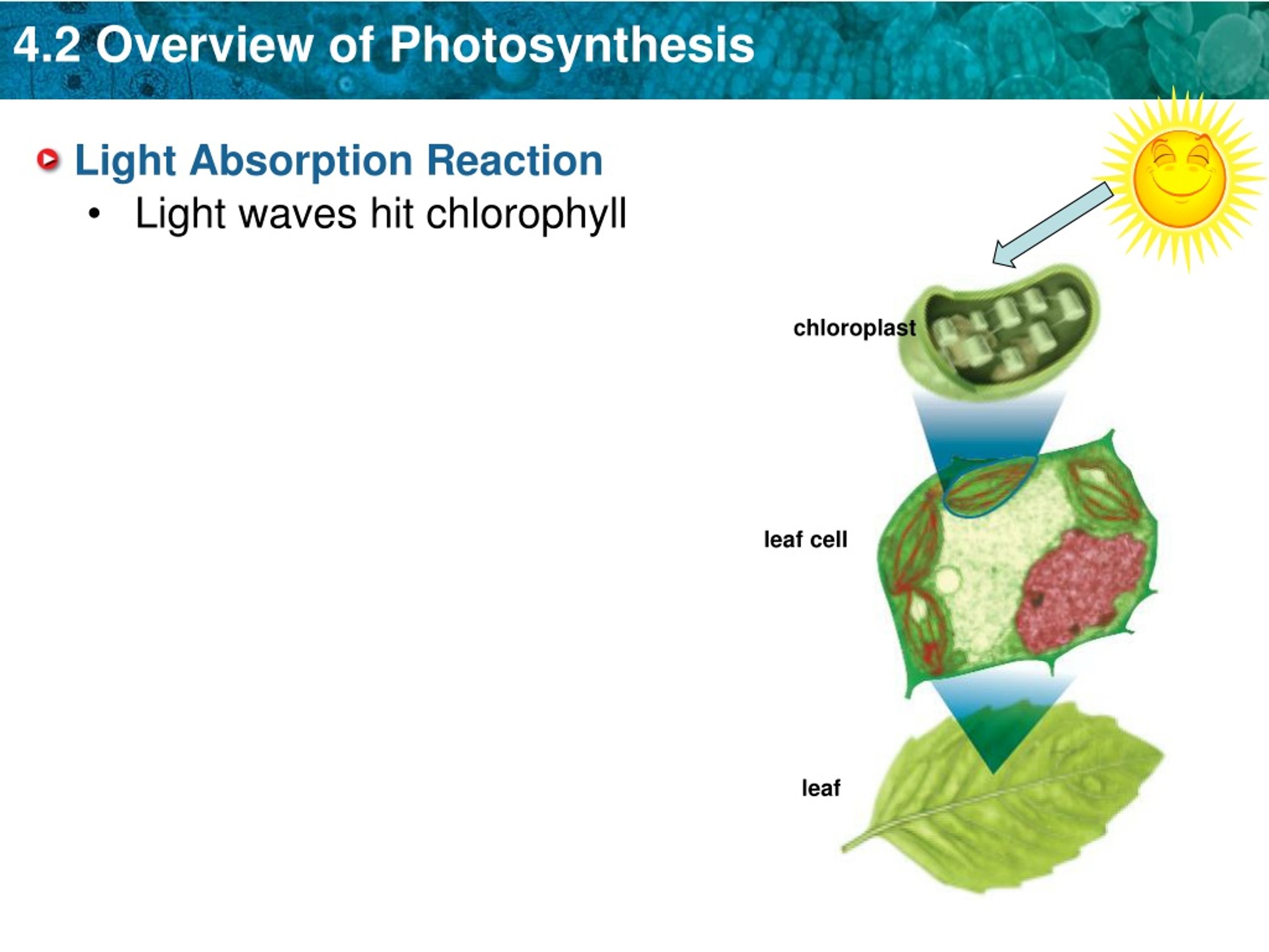 PPT - Photosynthesis: The Process of Energy Conversion in Plants ...