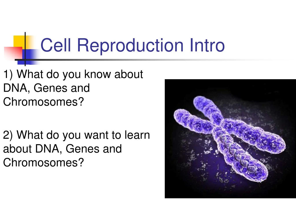 PPT - Cell Reproduction Intro PowerPoint Presentation, free download ...