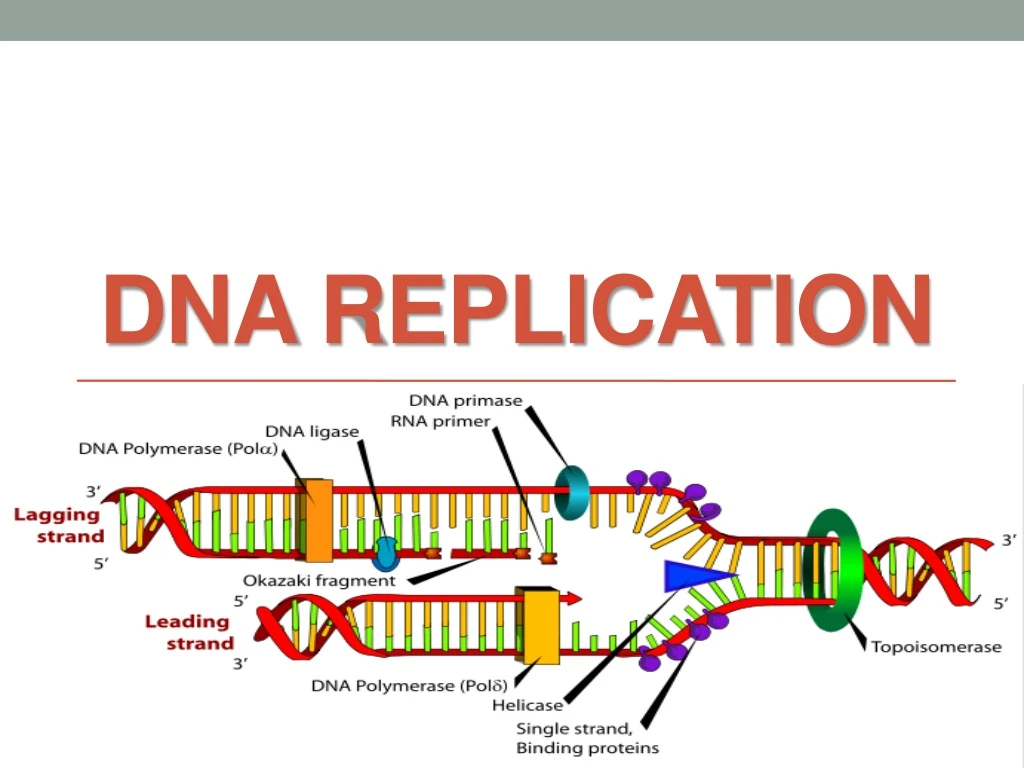 PPT - DNA Replication PowerPoint Presentation, free download - ID:9198199