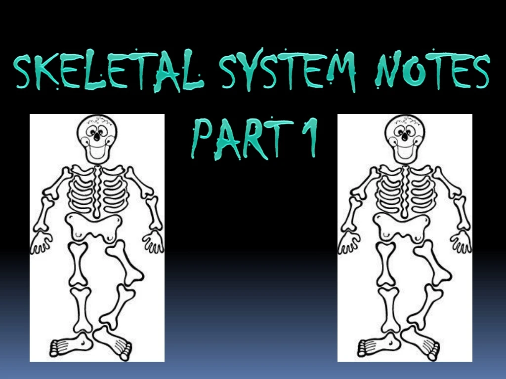 PPT - SKELETAL SYSTEM NOTES PART 1 PowerPoint Presentation - ID:9199339 PPT - SKELETAL SYSTEM NOTES PART 1 PowerPoint Presentation - ID:9199339