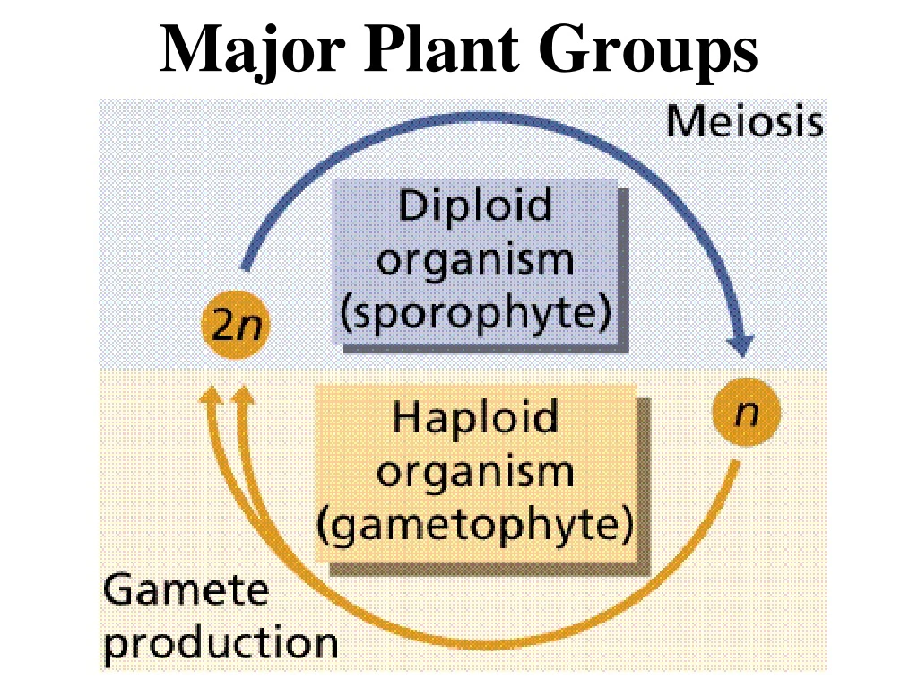 PPT - Major Plant Groups PowerPoint Presentation, free download - ID ...