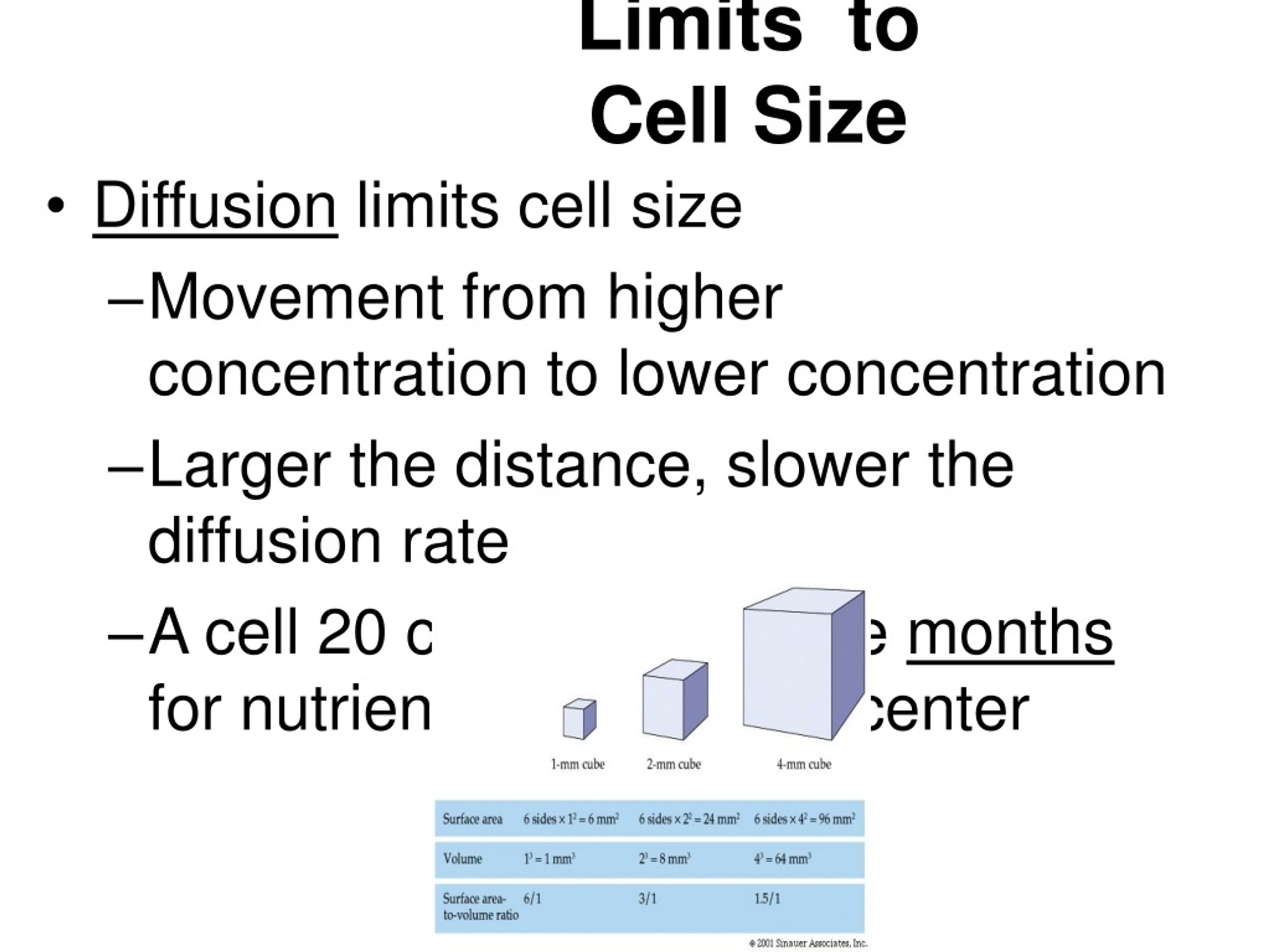 PPT - The 20 Amino Acids of Proteins PowerPoint Presentation, free ...