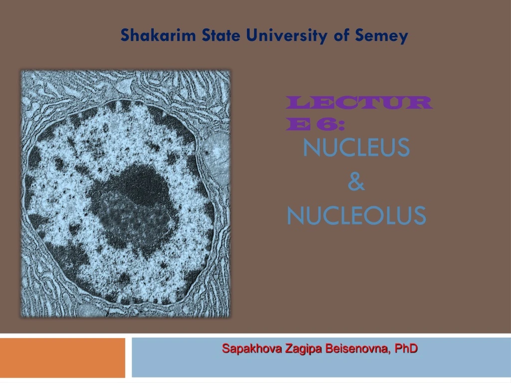 PPT - Nucleus & Nucleolus PowerPoint Presentation, free download - ID ...