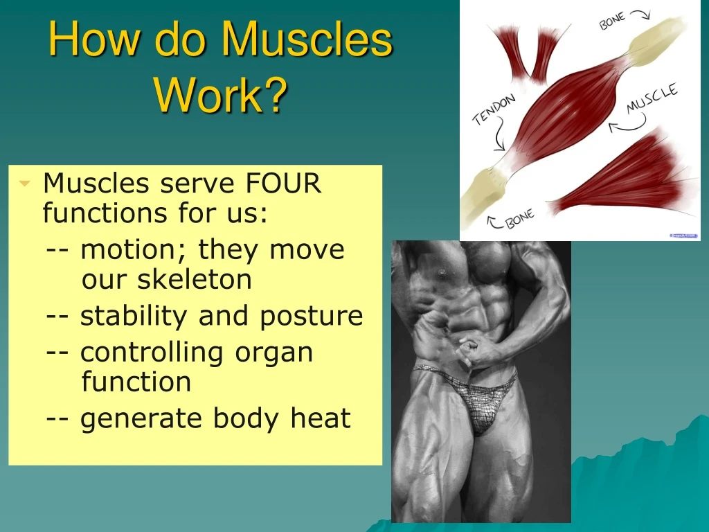 PPT - How do Muscles Work? PowerPoint Presentation, free download - ID ...