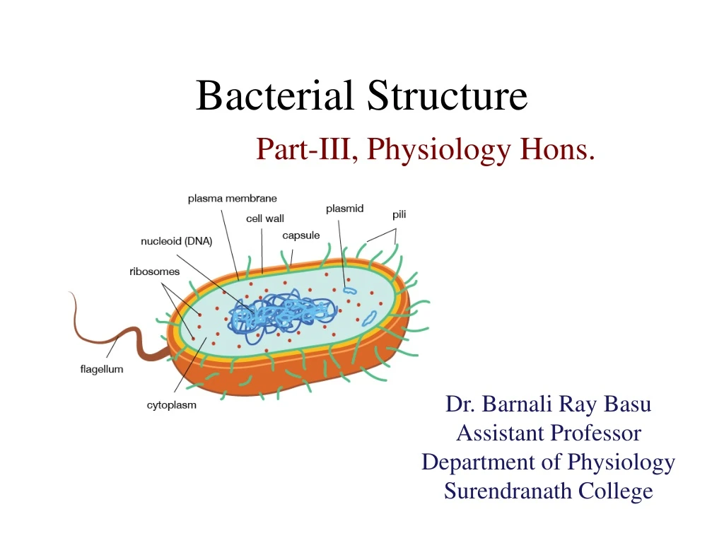 PPT - Bacterial Structure PowerPoint Presentation, free download - ID ...