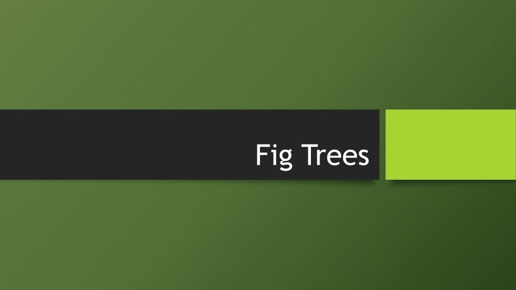 PPT - Fig Trees PowerPoint Presentation, free download - ID:9209644