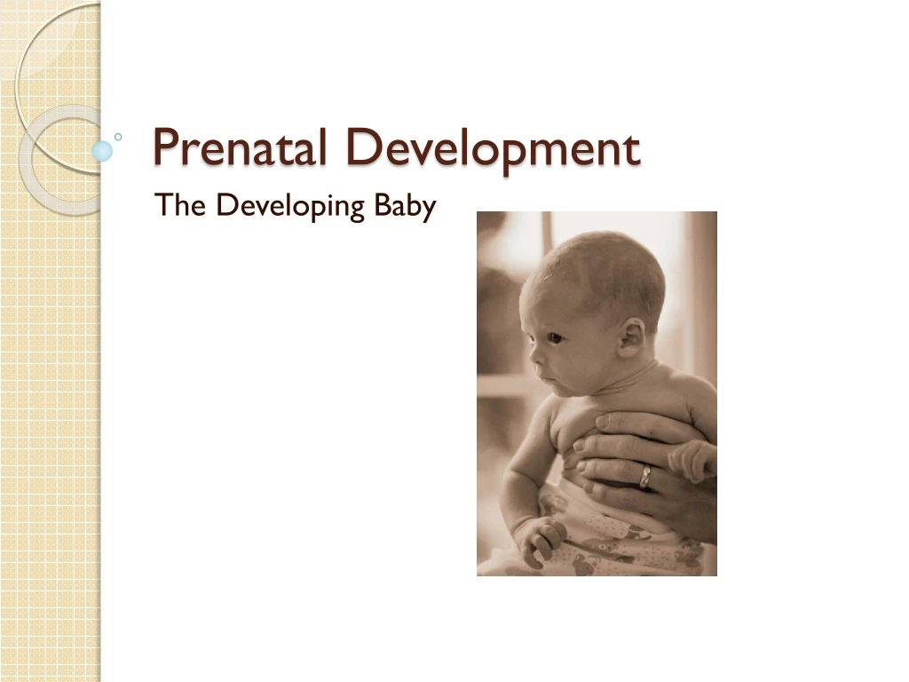 PPT - Prenatal Development PowerPoint Presentation, free download - ID ...