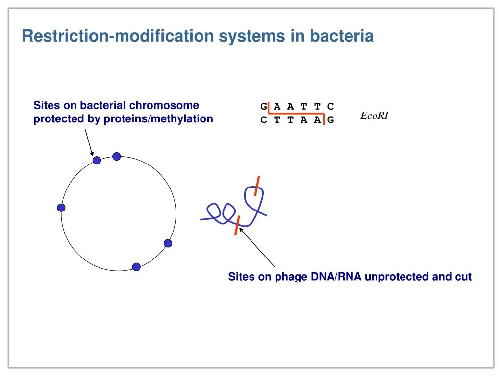 PPT - Restriction-modification systems in bacteria PowerPoint ...