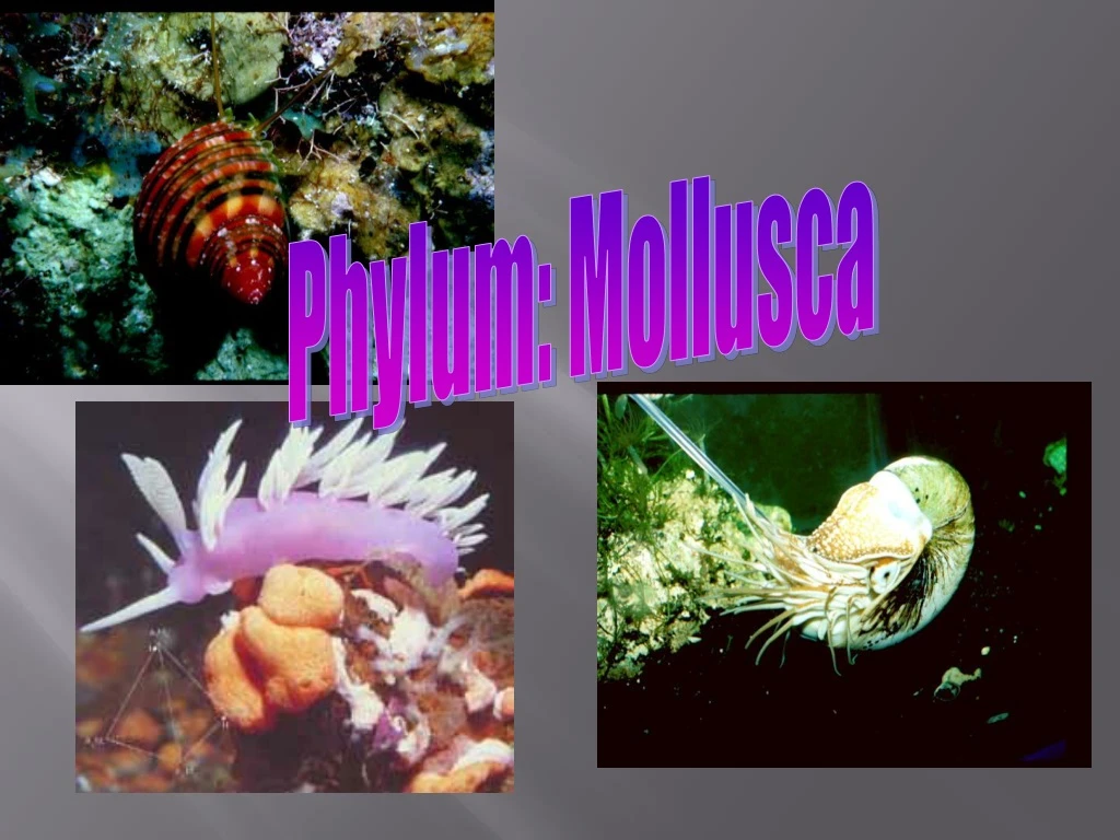 PPT - Phylum: Mollusca PowerPoint Presentation, free download - ID:9215591