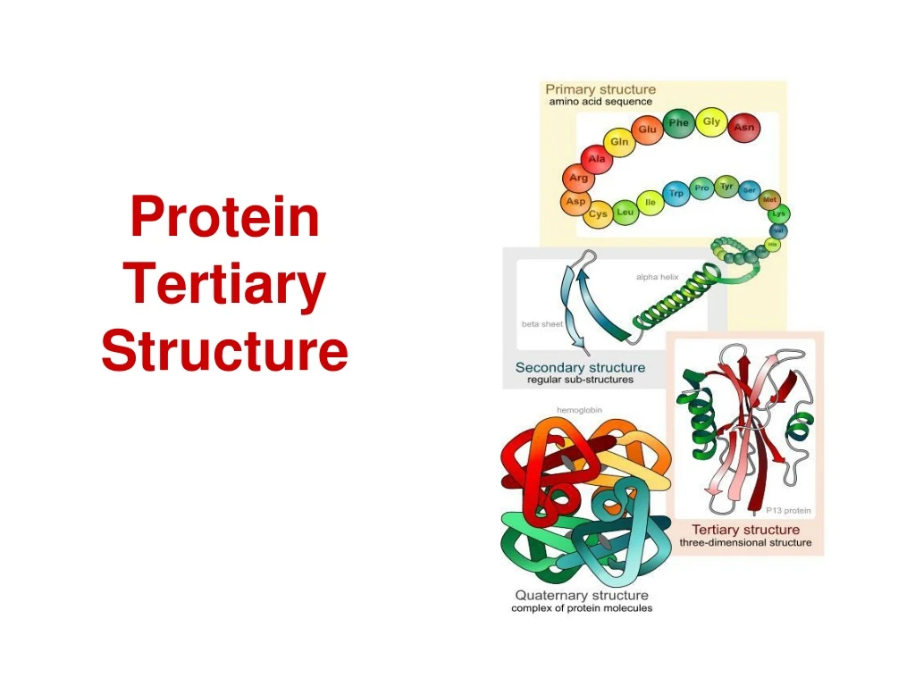 PPT - Protein Tertiary Structure PowerPoint Presentation, free download ...