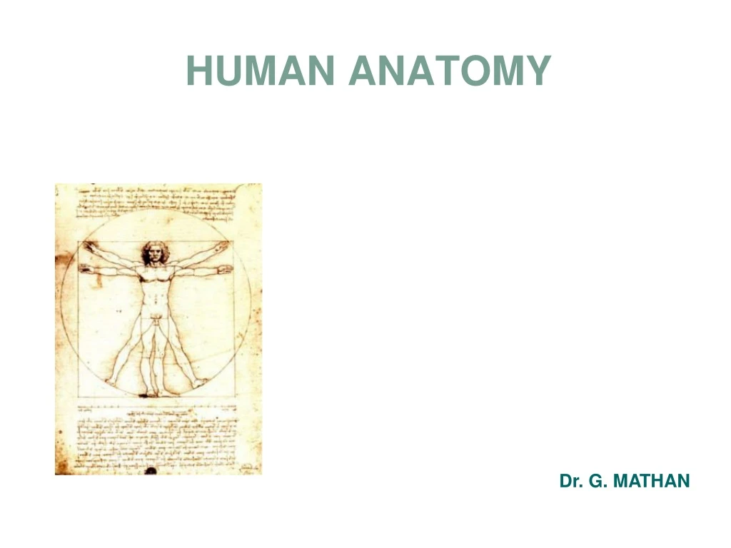 PPT - HUMAN ANATOMY PowerPoint Presentation, free download - ID:9219980