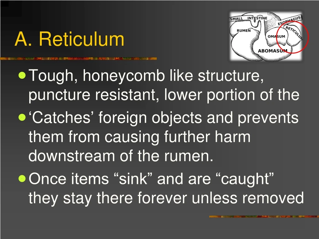 PPT - A. Reticulum PowerPoint Presentation, free download - ID:9220019